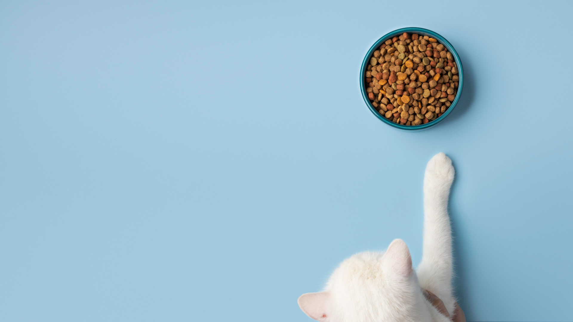 The Purrfect Guide: Good Ingredients to Look Out for in Cat Kibble ...
